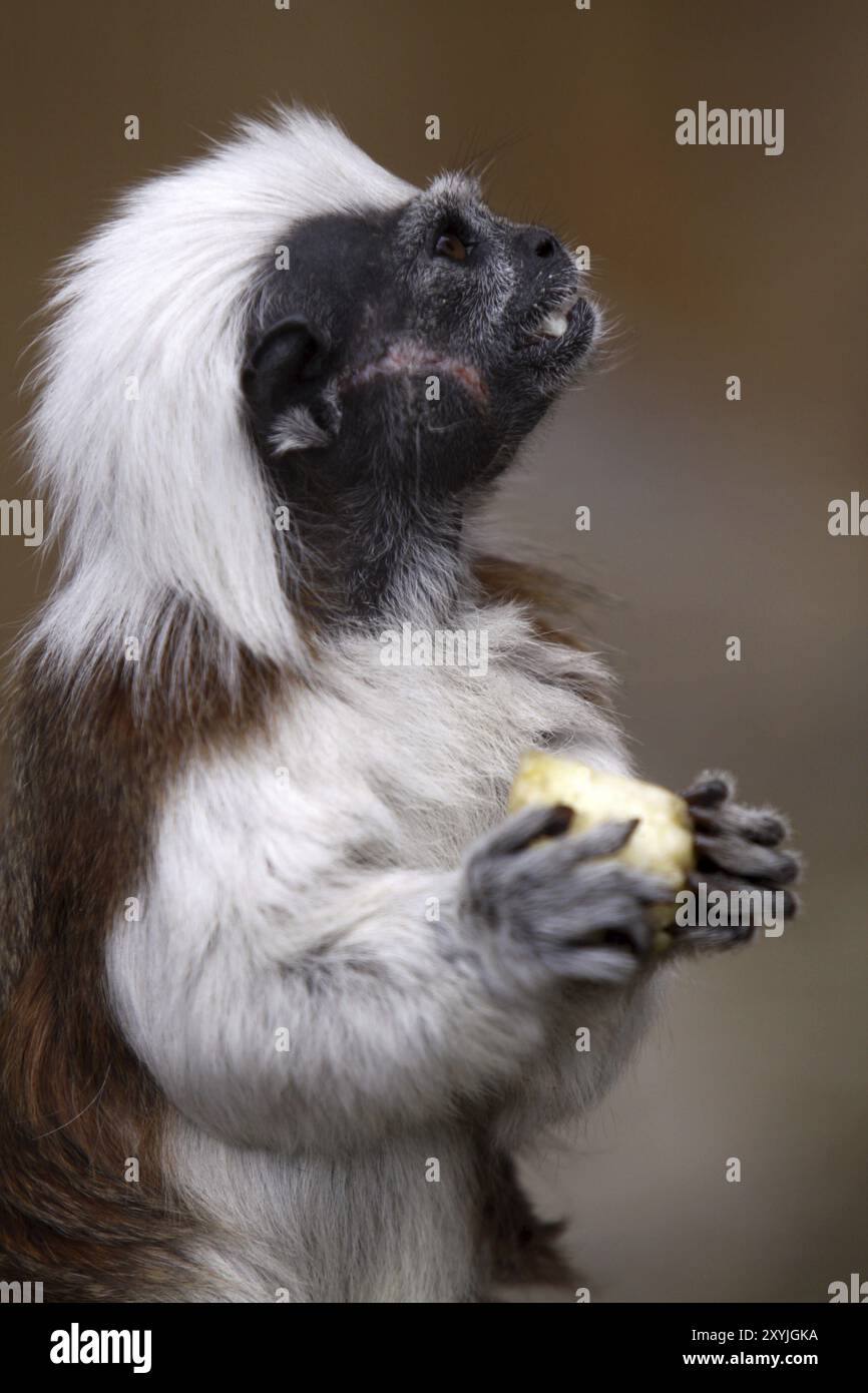 Monkey apples hi-res stock photography and images - Alamy