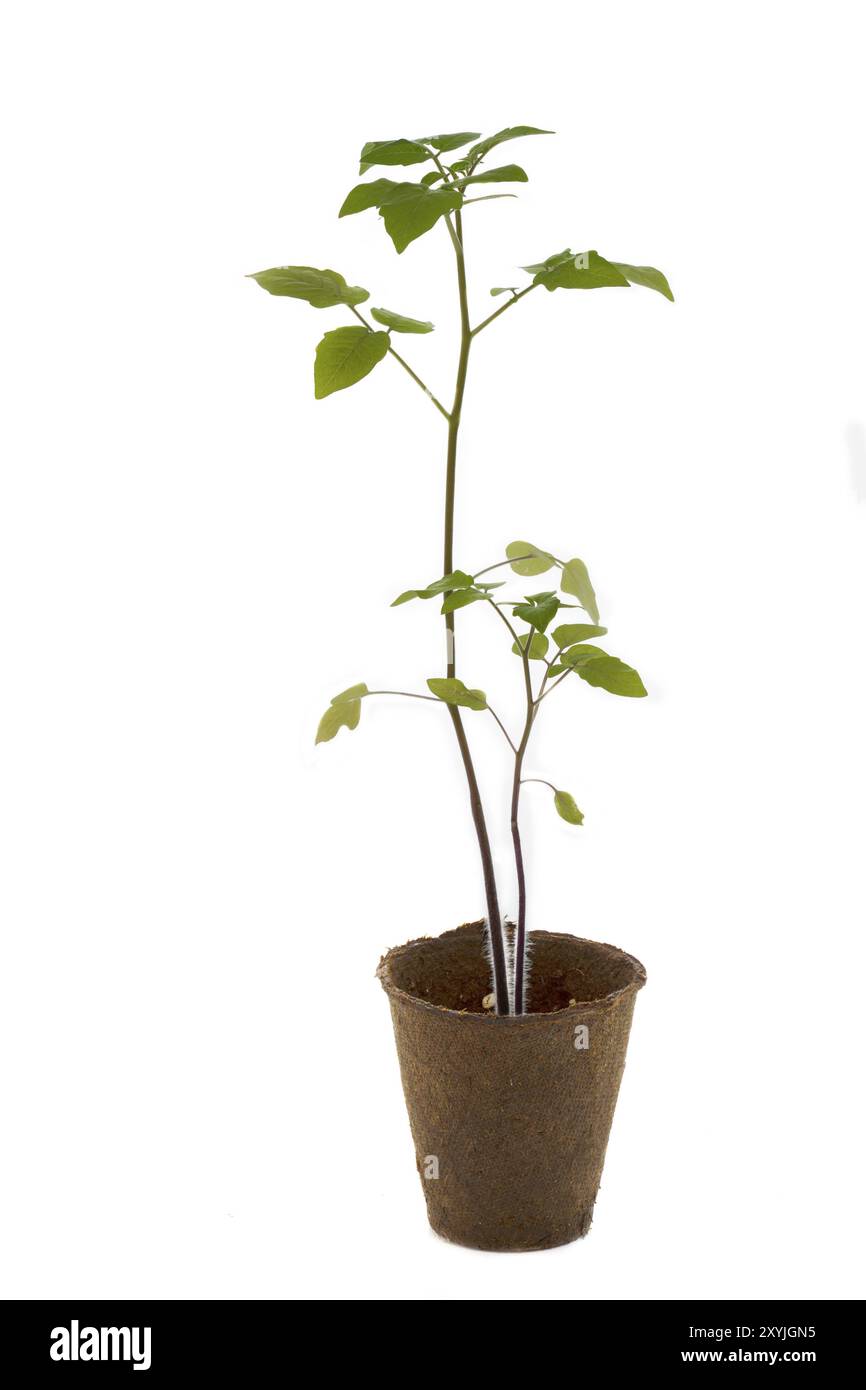 Planting tomato seedlings in flower hi-res stock photography and images ...