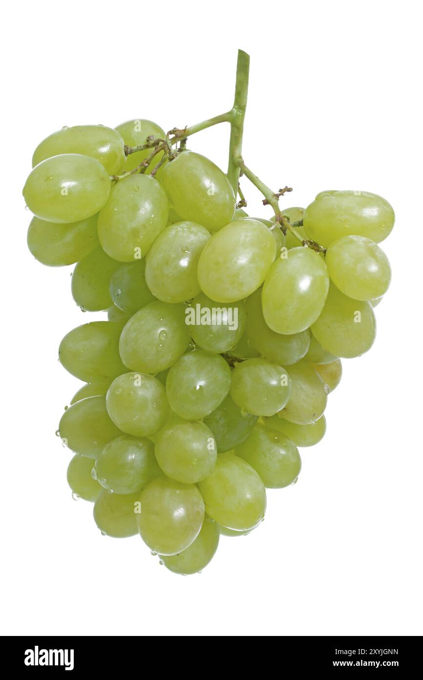 Grapes on a white background Stock Photo - Alamy