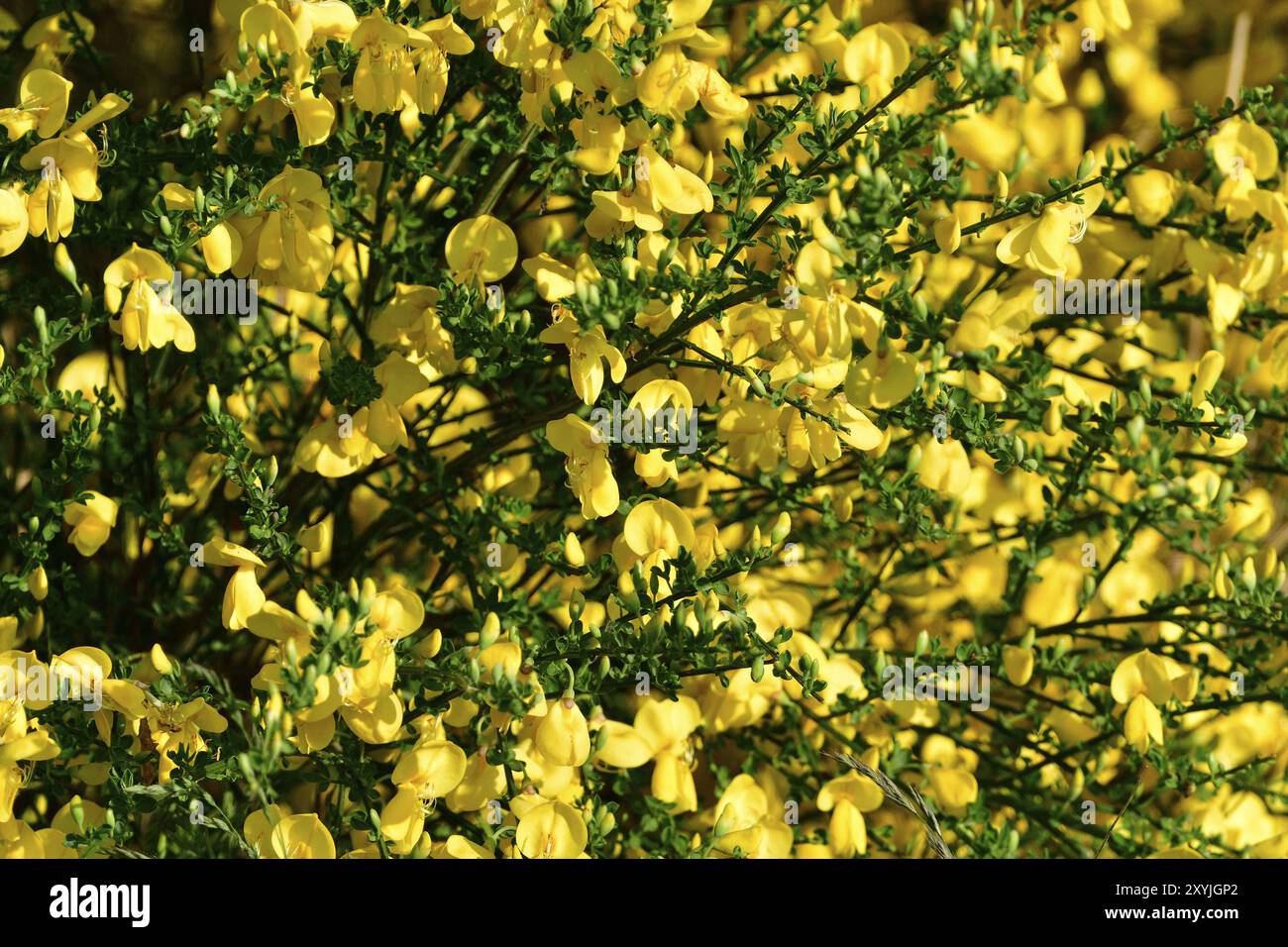 Wild Genista flowers in the forest. Gorse bush in full bloom Stock ...
