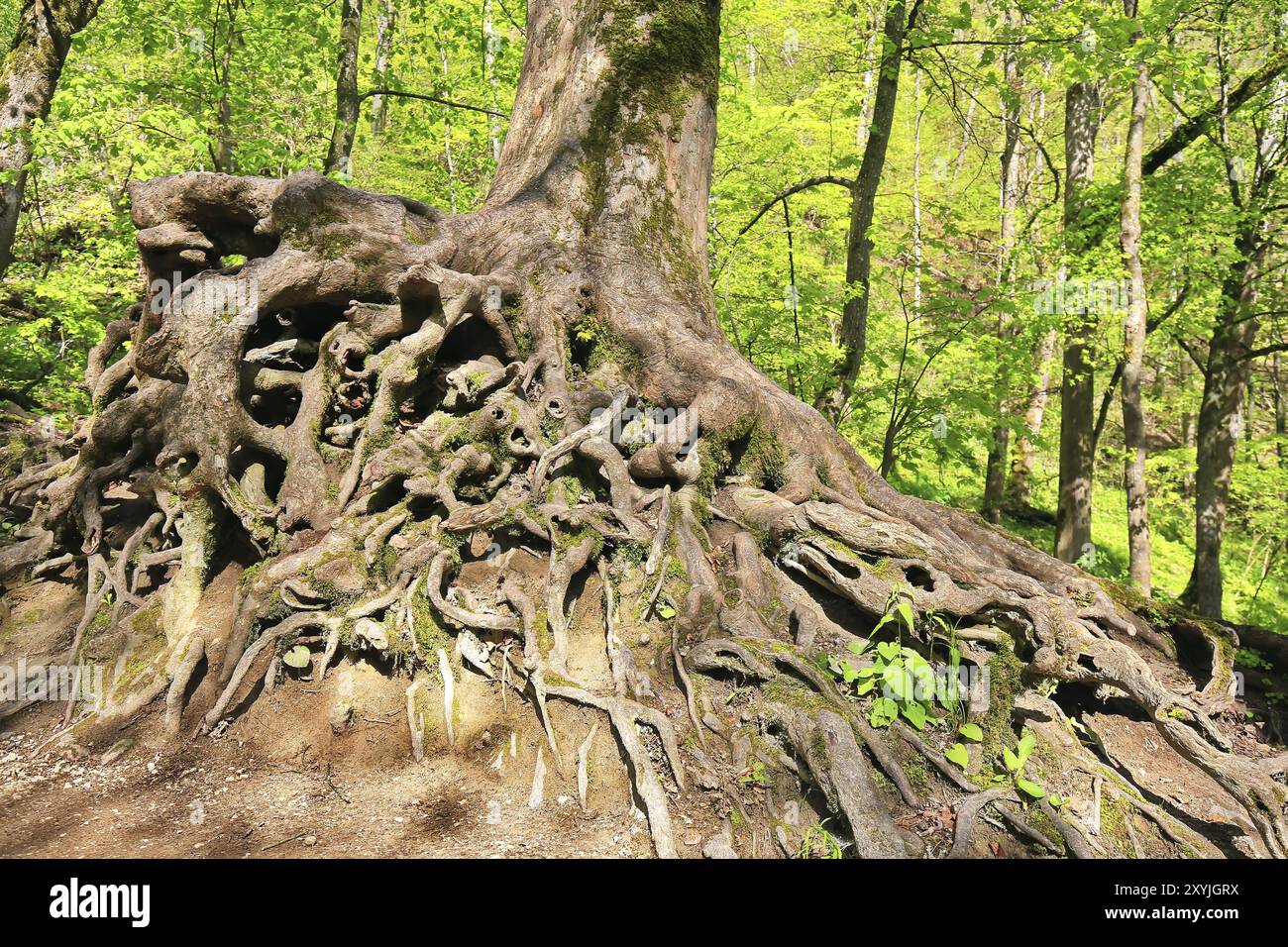 Rooted system hi-res stock photography and images - Alamy