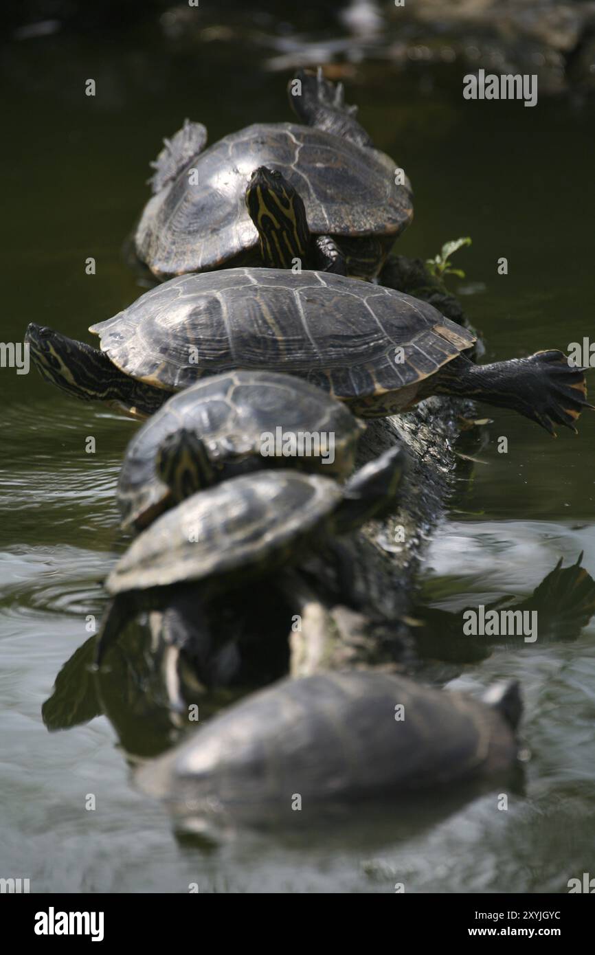 Red-cheeked tortoises on a tree trunk Stock Photo - Alamy