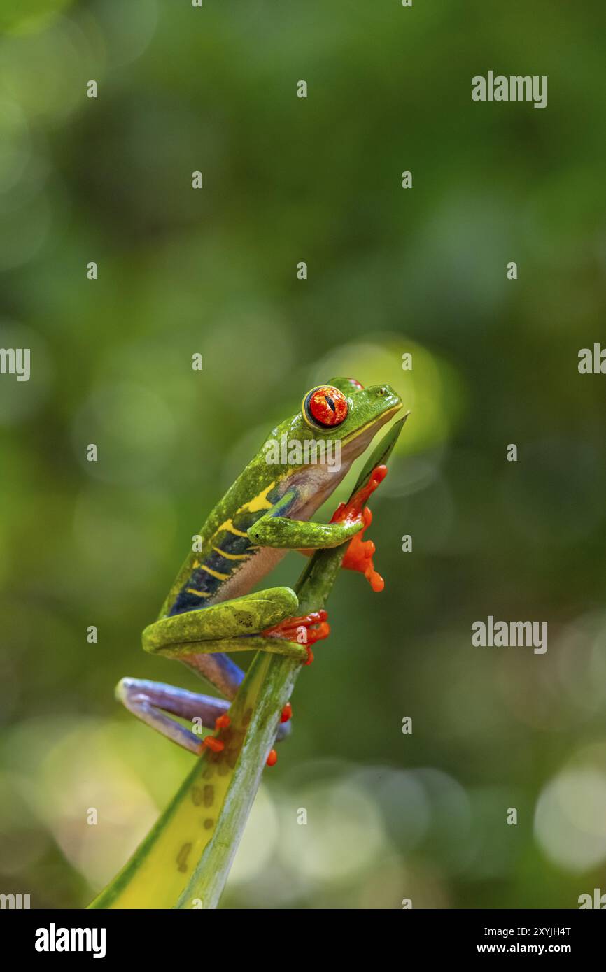 Red-eyed tree frog (Agalychnis callidryas), sitting on a leaf, Heredia ...