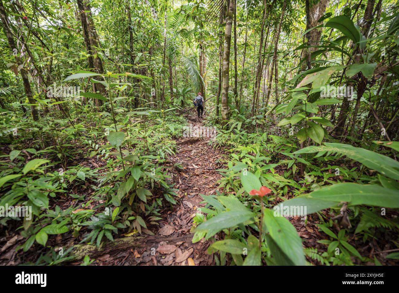 Young man on a hiking trail in the rainforest, tourist hiking in the ...
