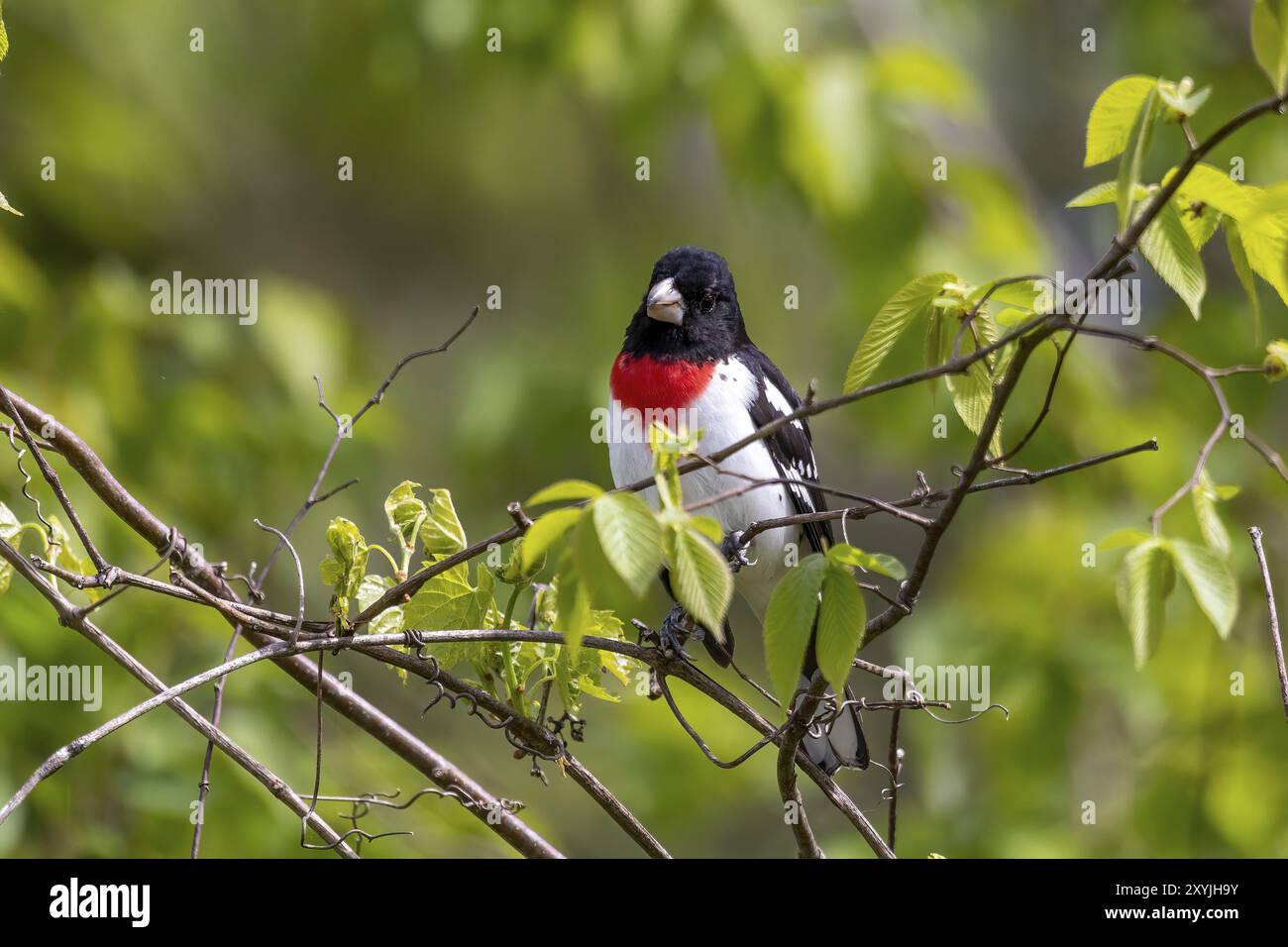 Natural scene from Wisconsin state park Stock Photo - Alamy