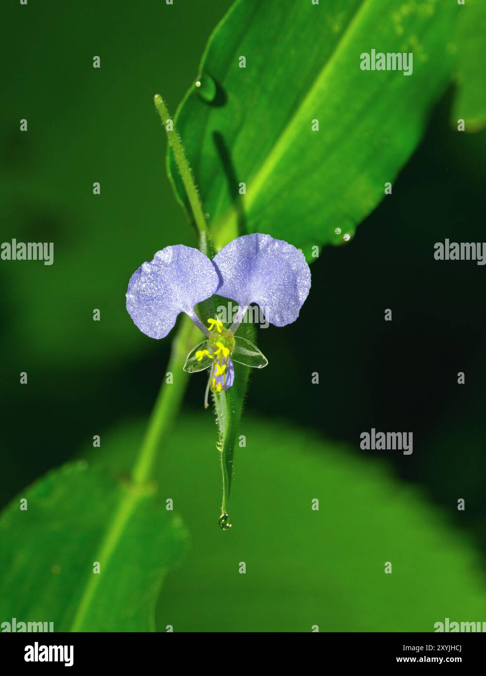 A common Herb with trailing stems that grows in rocky and thick bush ...