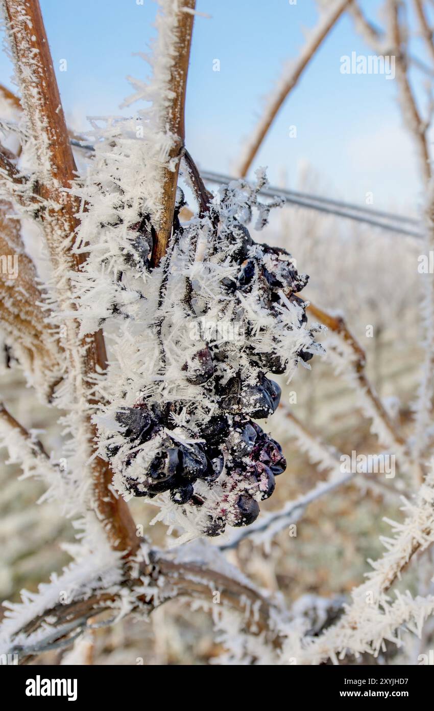 Ice wine grapes hi-res stock photography and images - Alamy