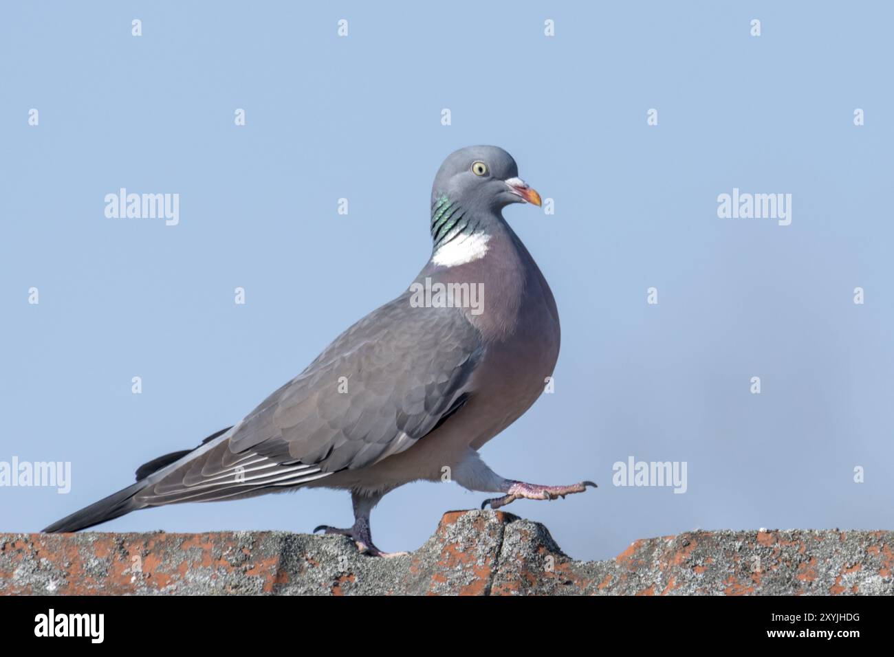Wood pigeon walks over a roof ridge in front of a blue sky Stock Photo ...