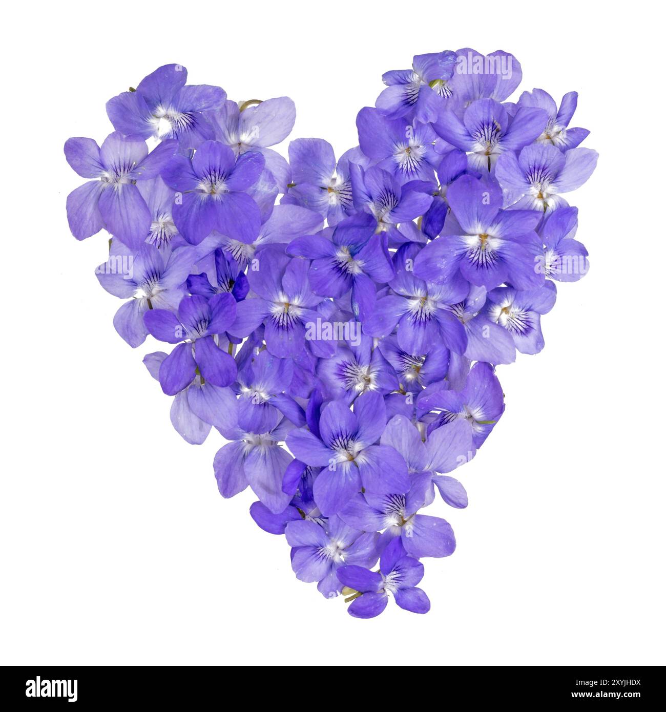 Heart of small, purple violet flowers lying in a jumble, cropped on ...