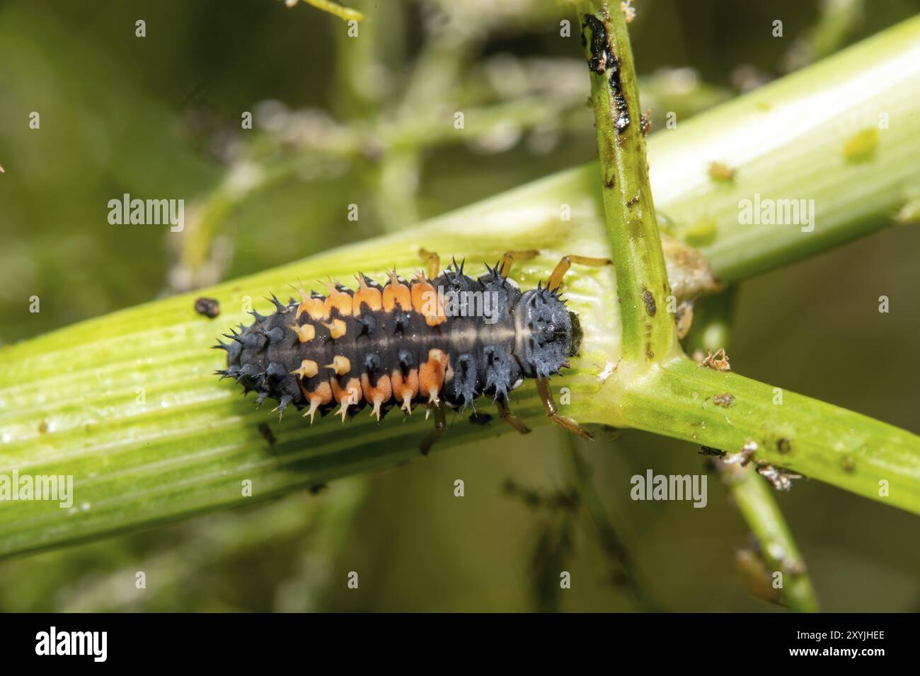 Larva of the Asian lady beetle on a fennel plant in front of a blurred ...