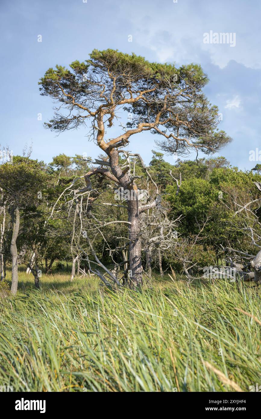Coniferales pinales single tree trees tree hi-res stock photography and ...