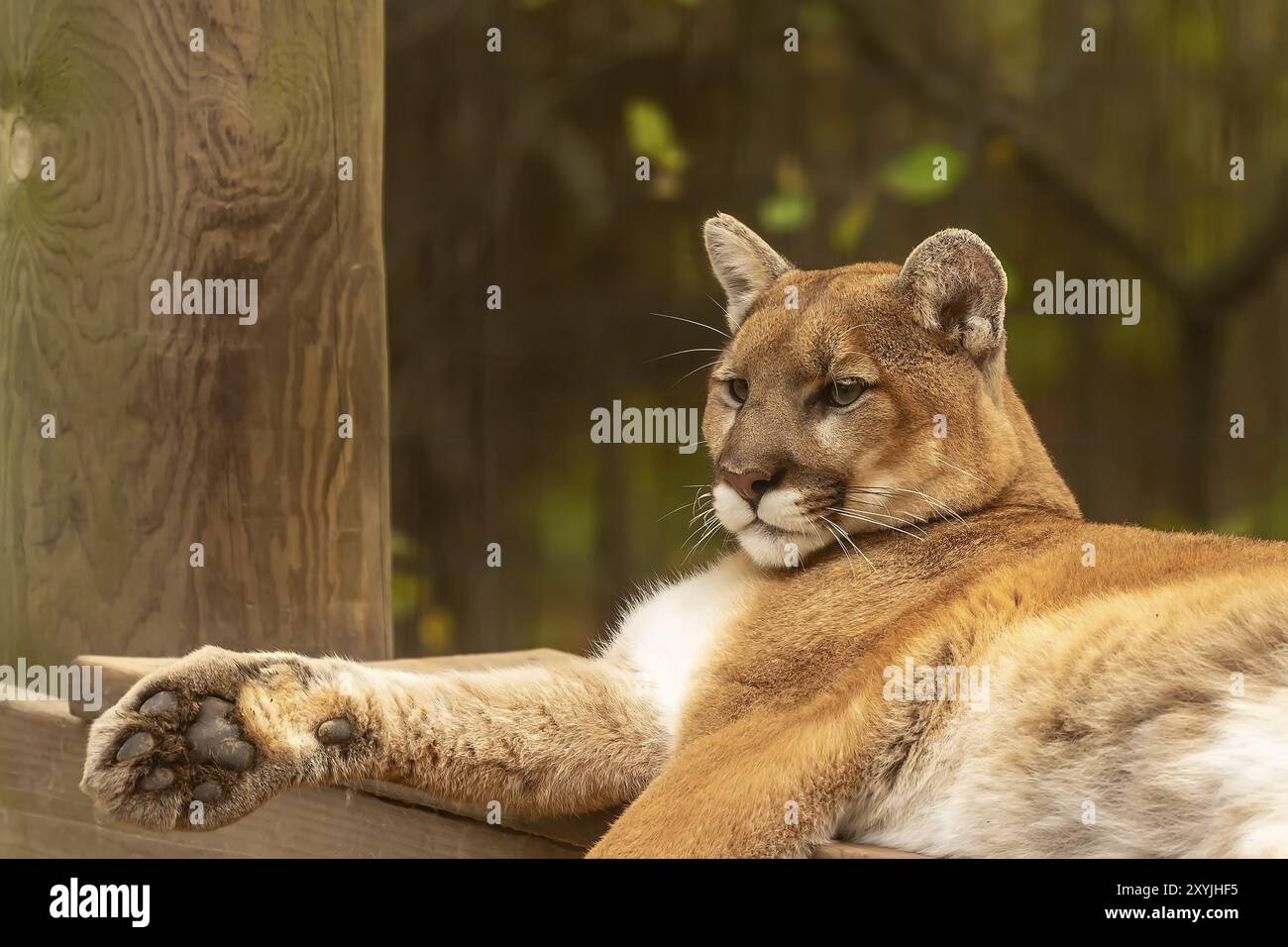 Young cougar (Puma concolor), known as Mountain lion in the ZOO Stock ...
