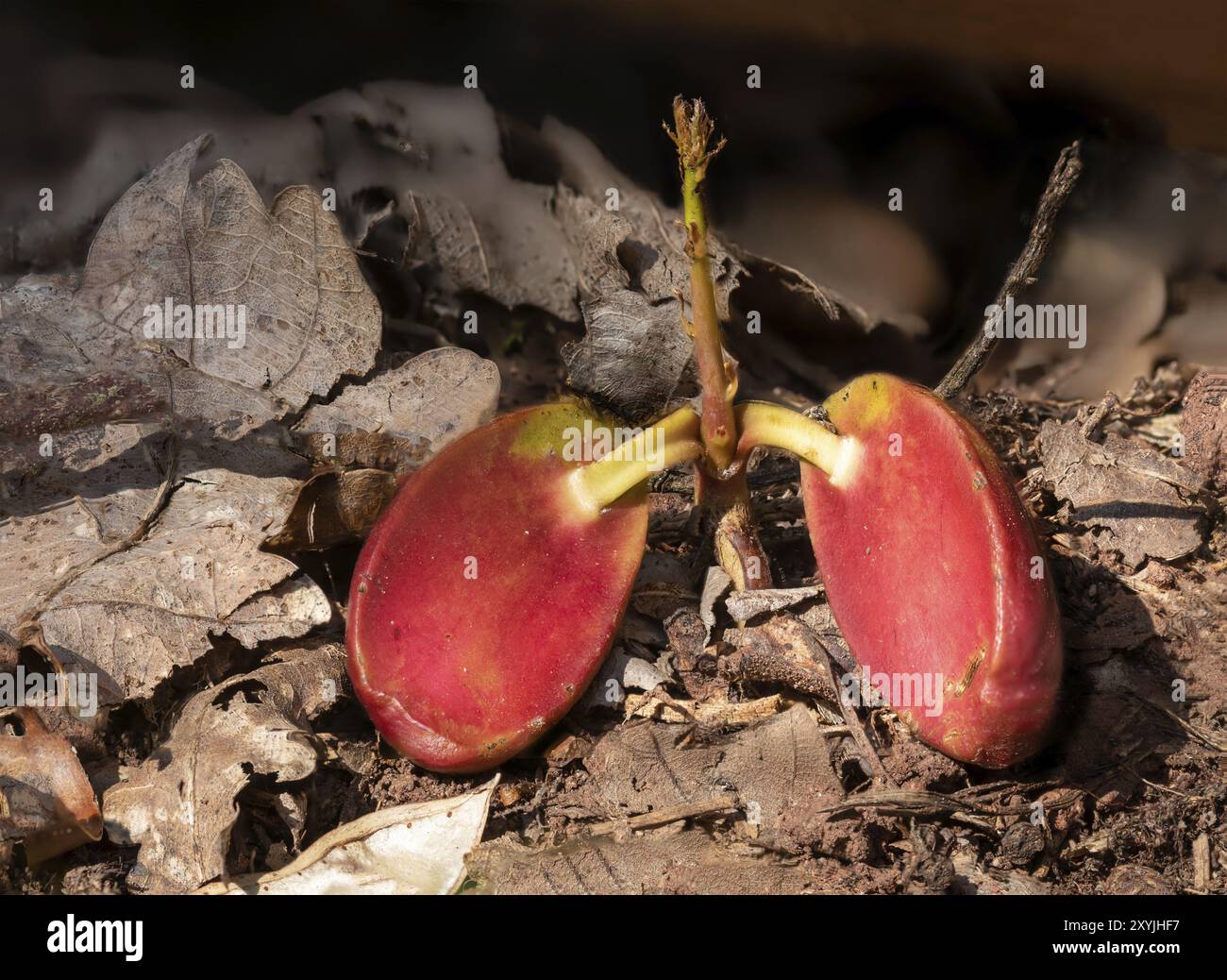 Small plant shoot in autumn leaves growing from a split acorn Stock ...