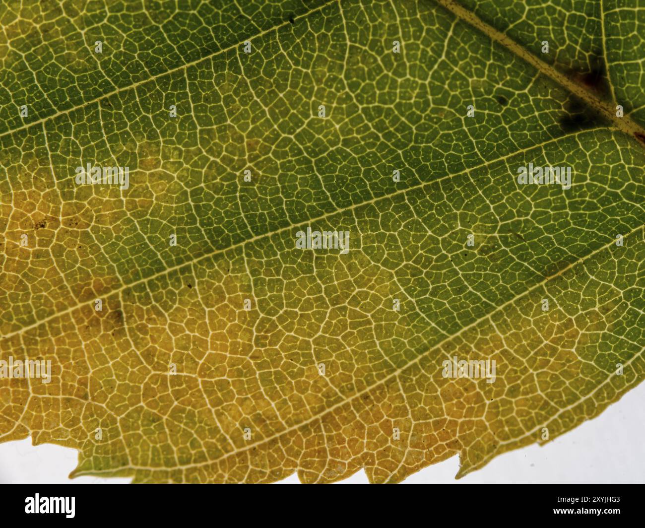 Underside of a translucent autumnal leaf in various colours. With leaf ...