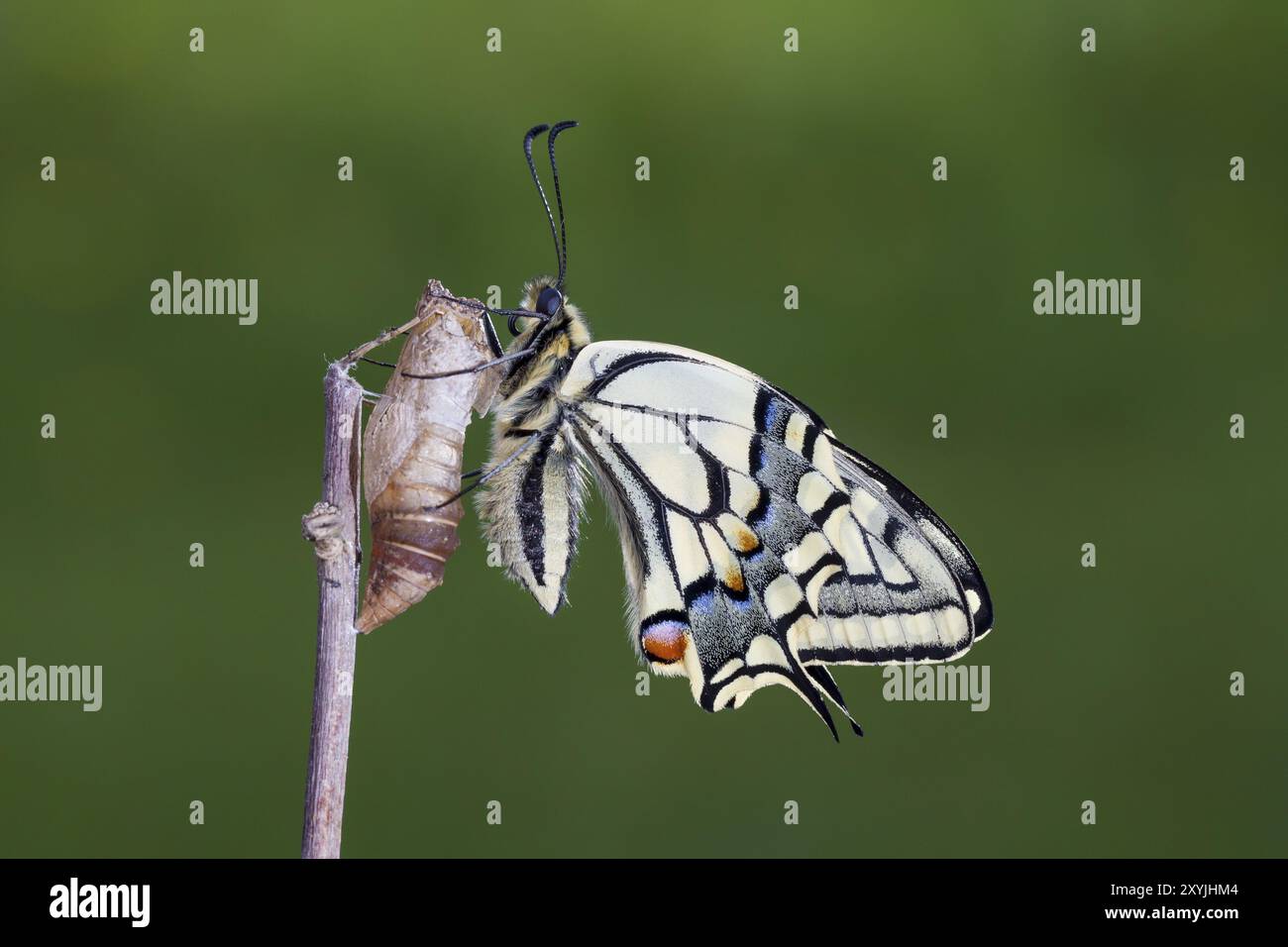 Swallowtail, Papilio machaon, Common Yellow Swallowtail Stock Photo - Alamy