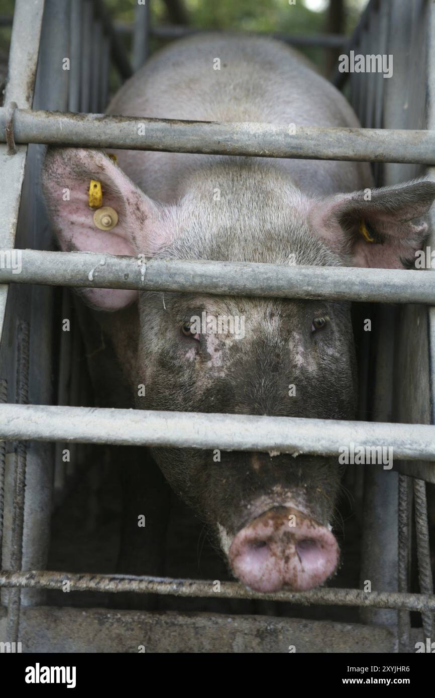 Domestic pigs in the quarantine barn Stock Photo - Alamy