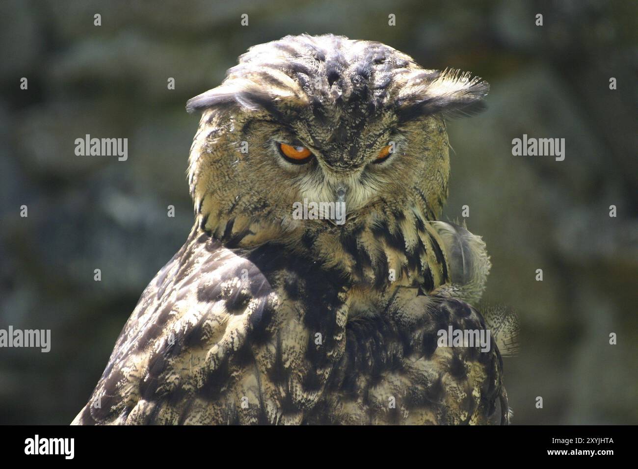 Suspicious eagle hi-res stock photography and images - Alamy