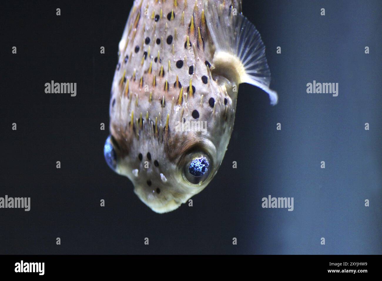 Spotted trunkfishes hi-res stock photography and images - Alamy