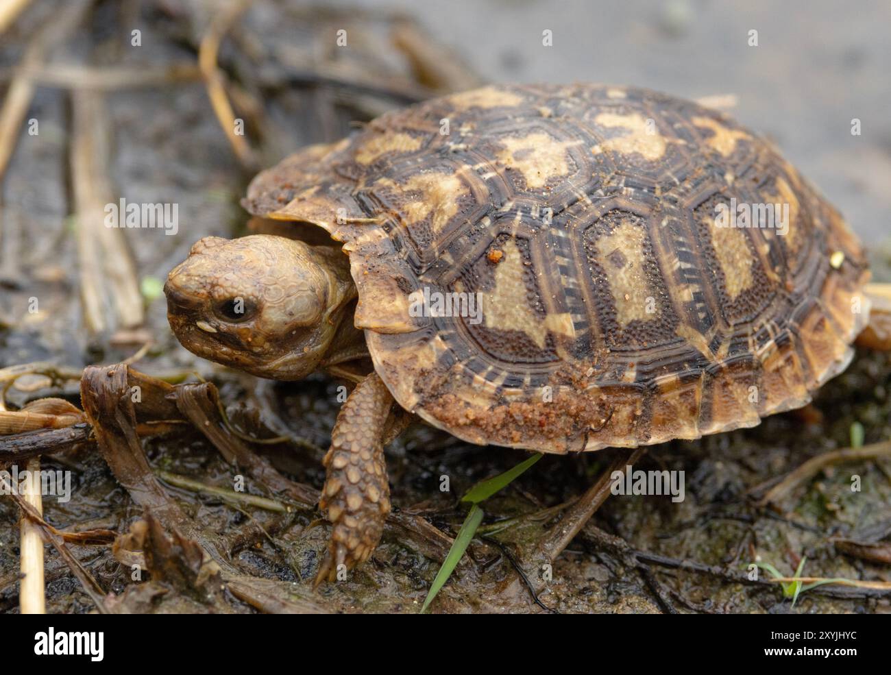 A newly hatched Pancake Tortoise has a flexible carapace and is able to ...