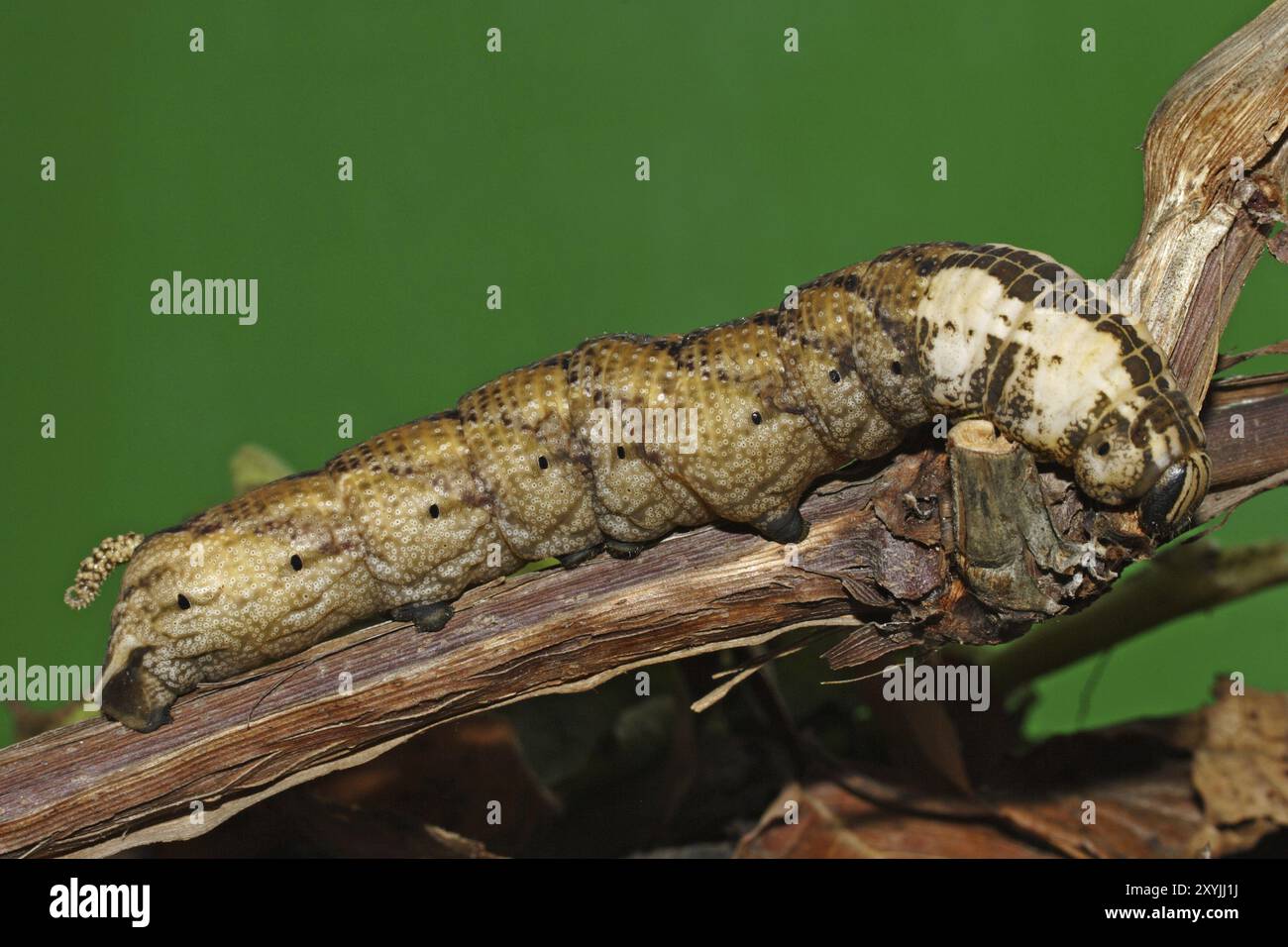 Death's head hawkmoth, caterpillar, Acherontia atropos, Greater death's ...