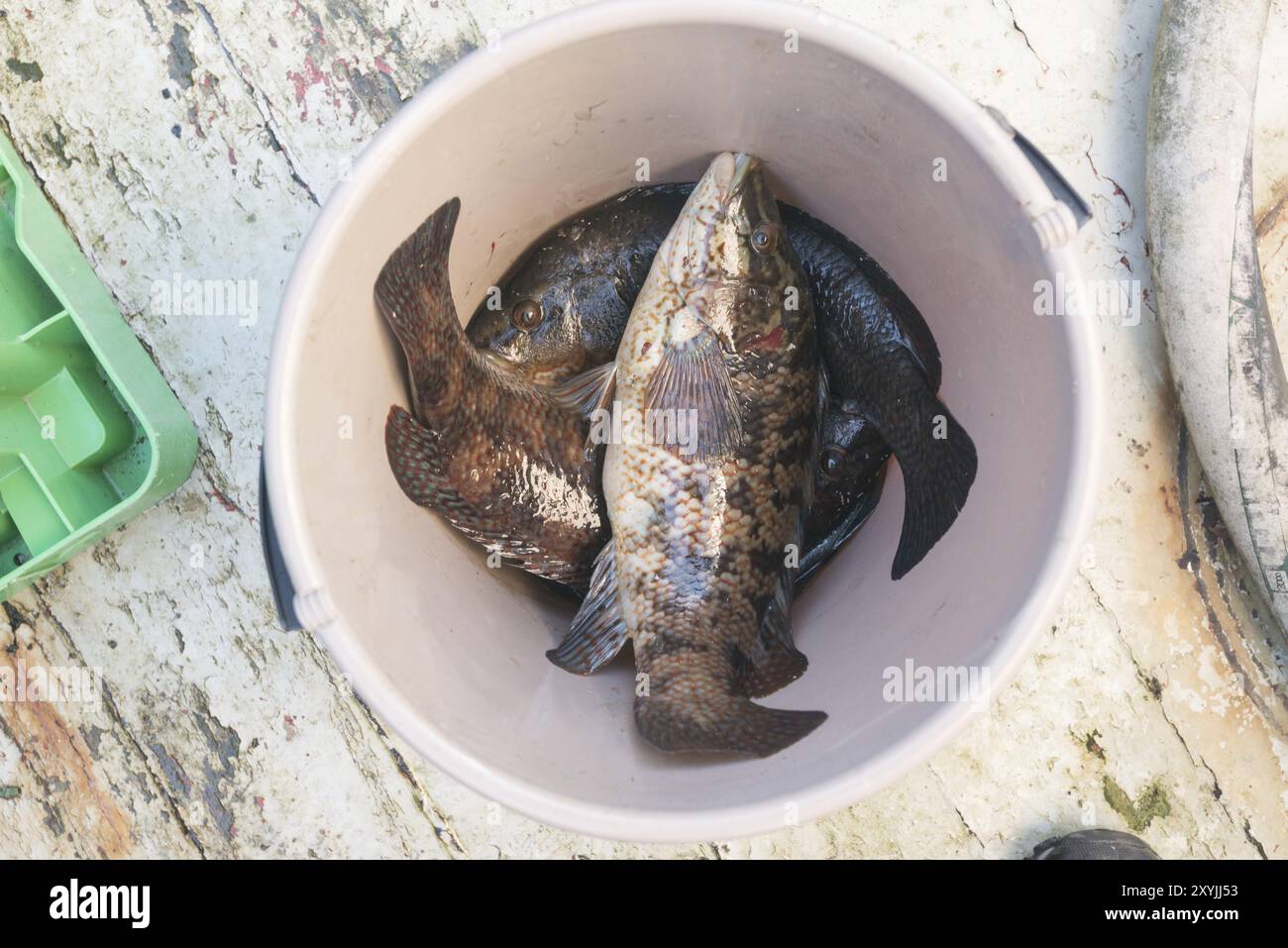 Cuckoo ray hi-res stock photography and images - Alamy