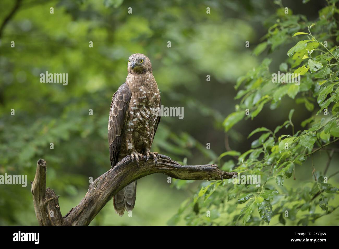 Honey buzzard, female, European honey buzzard, female, Pernis apivorus ...