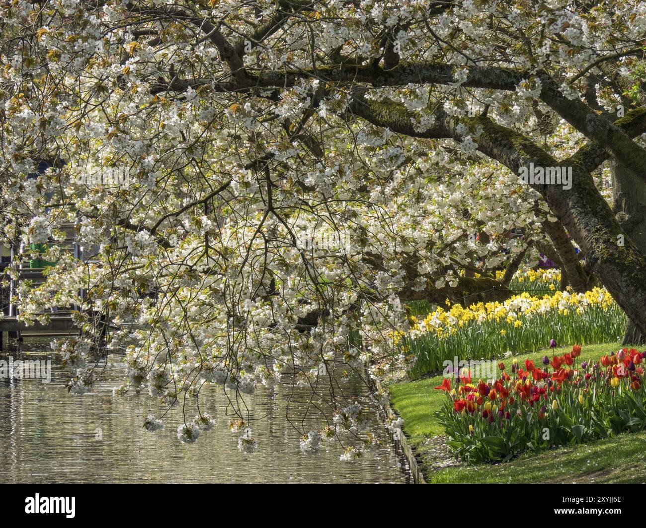 A tree with cherry blossoms by a waterway, surrounded by red and yellow ...