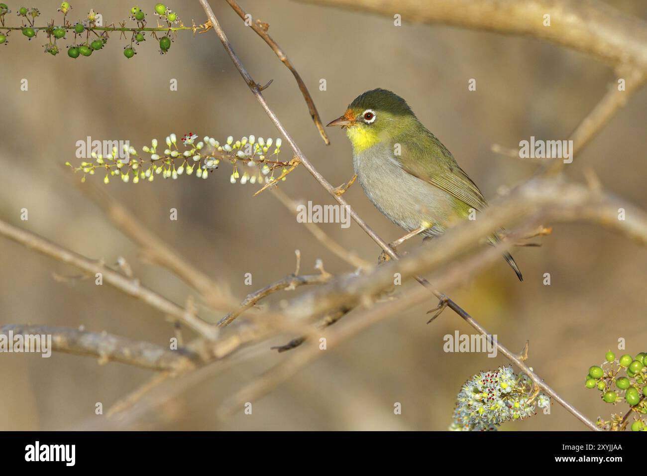 Assinian white eye hi-res stock photography and images - Alamy