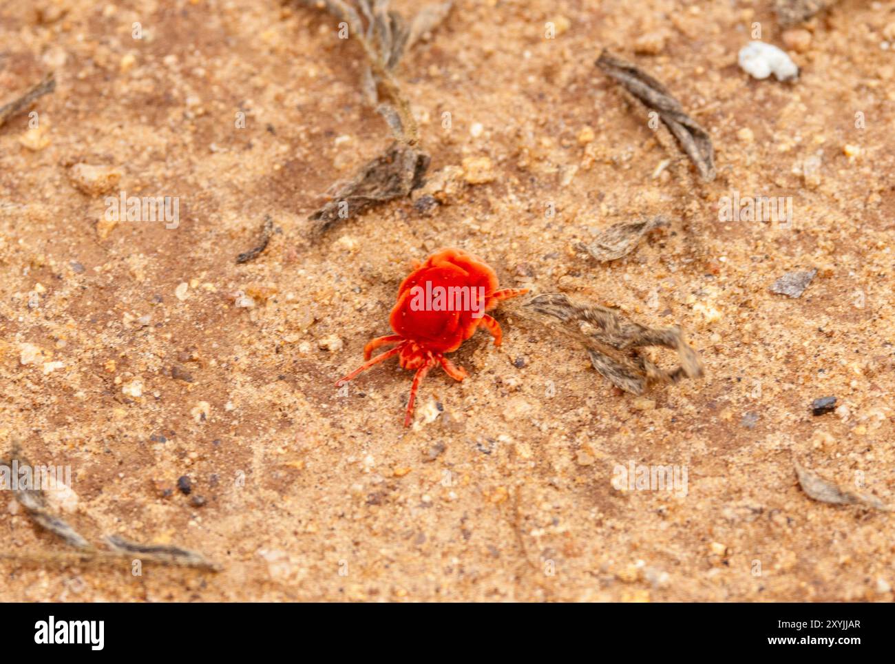 The vivid Red Velvet Mite spends most of its time underground hunting ...