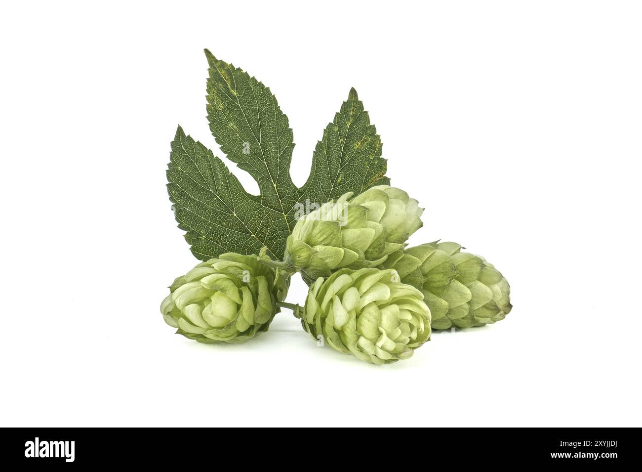 Fresh green hops cones in close up isolated on white background, full ...