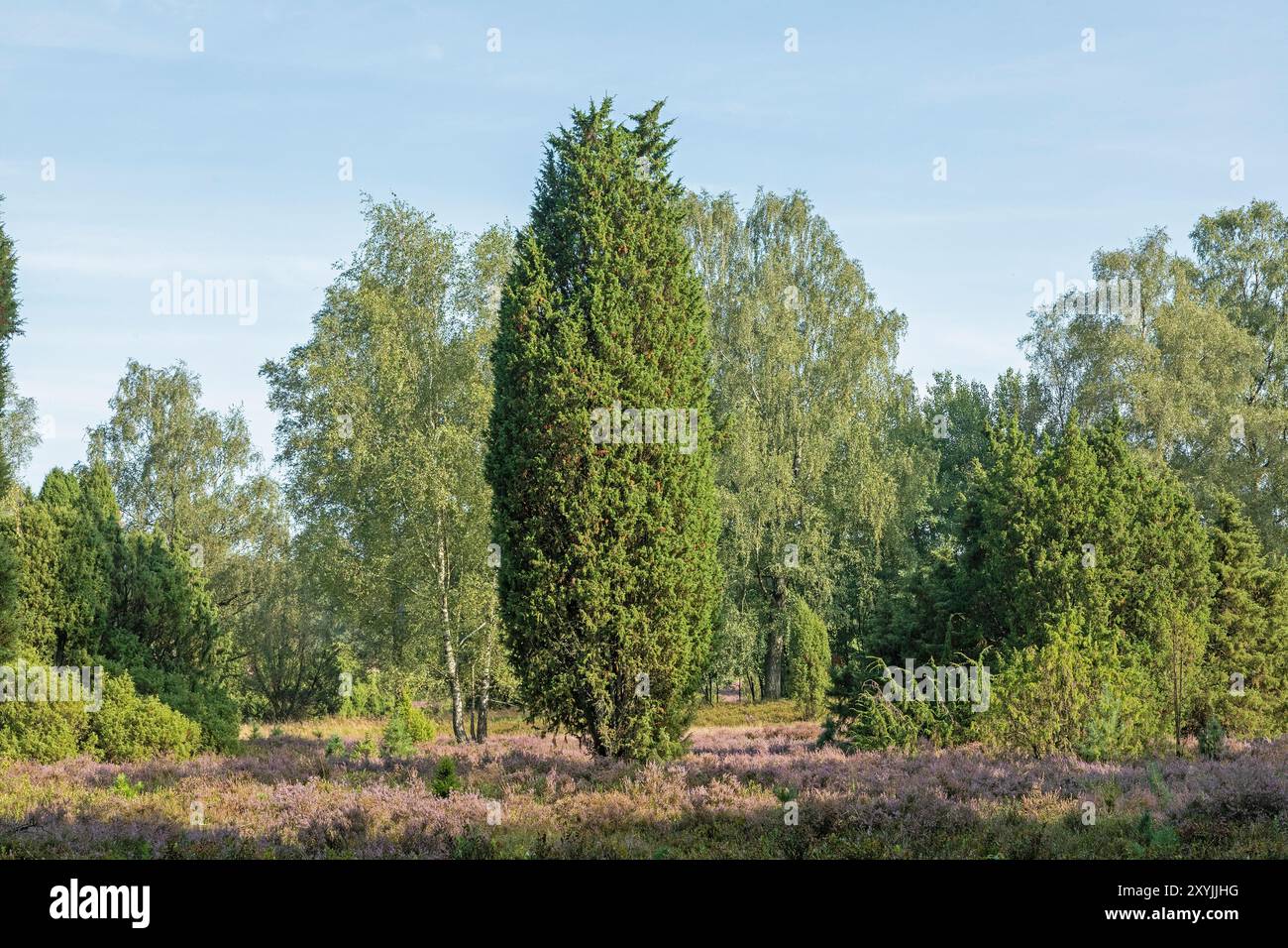 Flowering Calluna vulgaris, juniper (Juniperus communis), near Wilsede ...