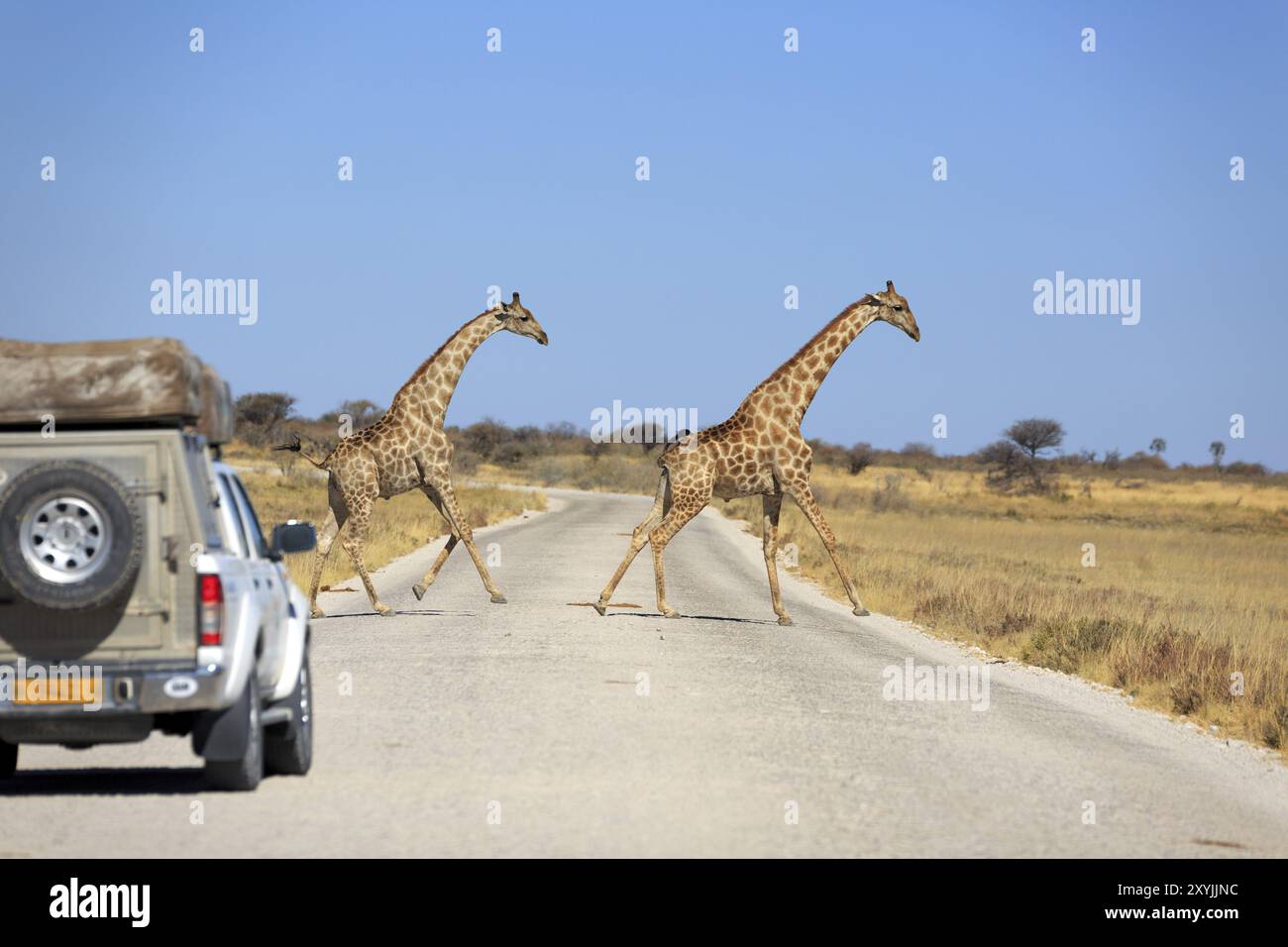 Giraffe crossing street hi-res stock photography and images - Alamy