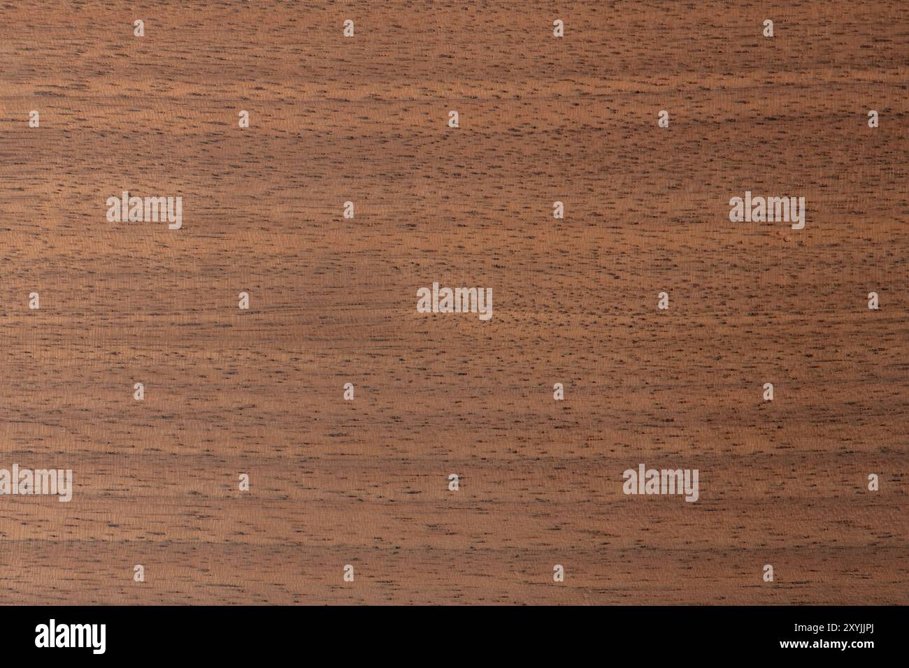 Black walnut board texture. Texture of natural whole black walnut board ...