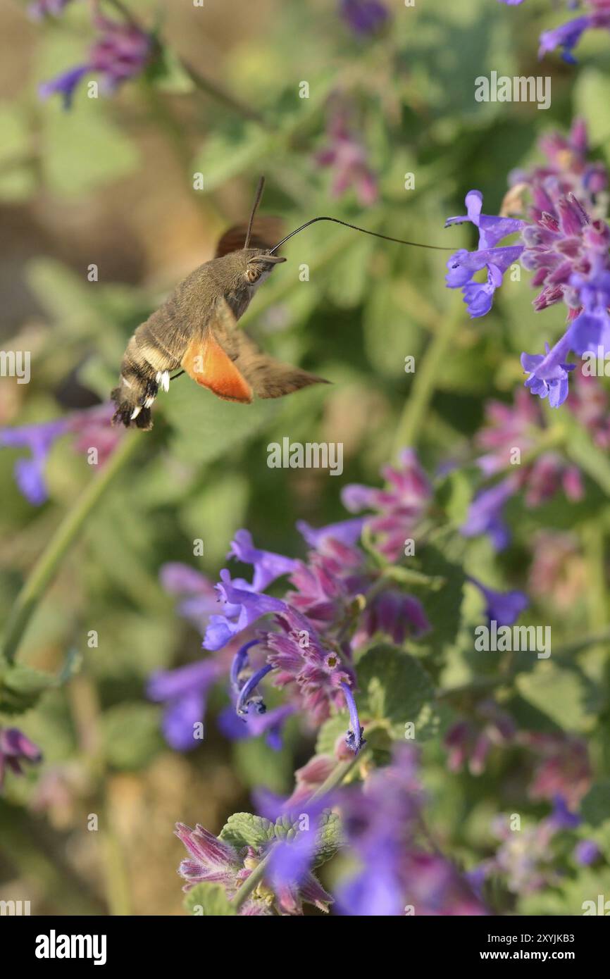 Hummingbird hawk-moth in flight on a flower Stock Photo - Alamy