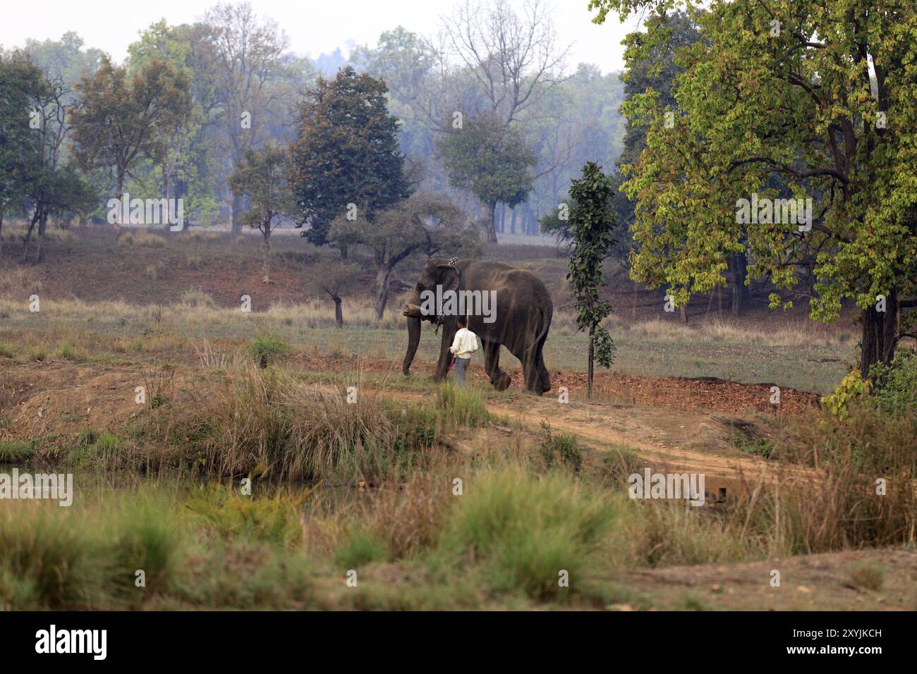 Working elephant in Kanha National Park in India Stock Photo - Alamy