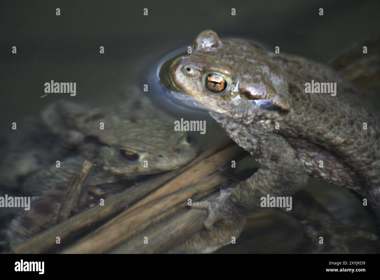 Toads mating in water hi-res stock photography and images - Alamy