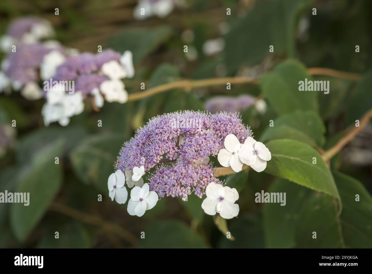 Flowering velvet hydrangea (Hydrangea sargentiana Stock Photo - Alamy