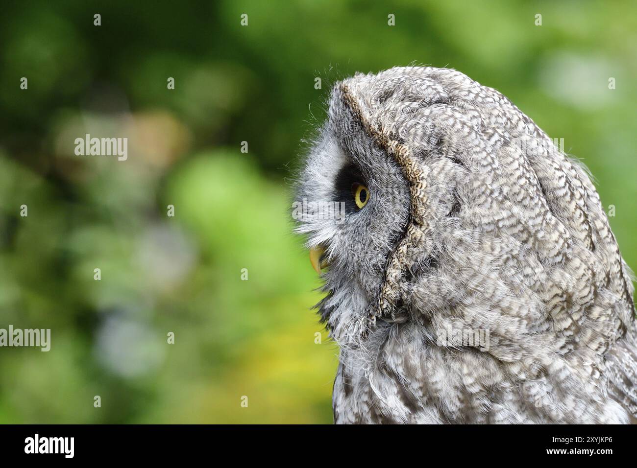 Great grey owl hunting Stock Photo - Alamy
