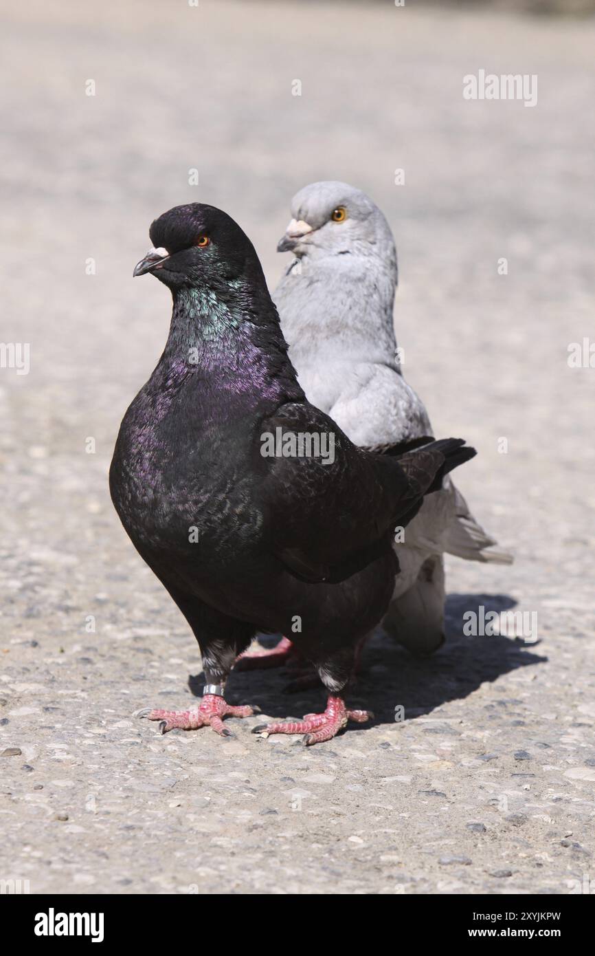 Modena pigeons hi-res stock photography and images - Alamy