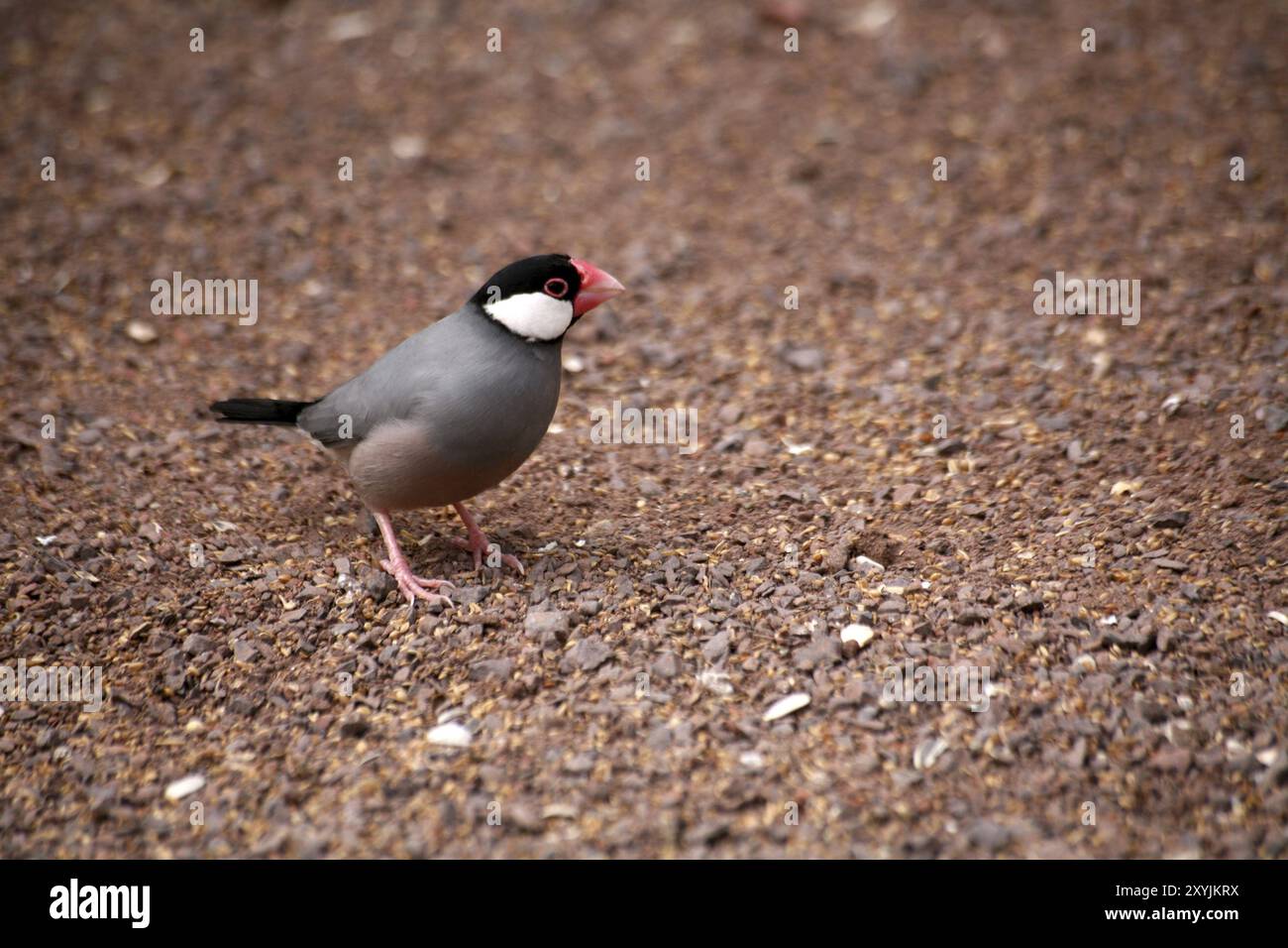 True plovers hi-res stock photography and images - Alamy