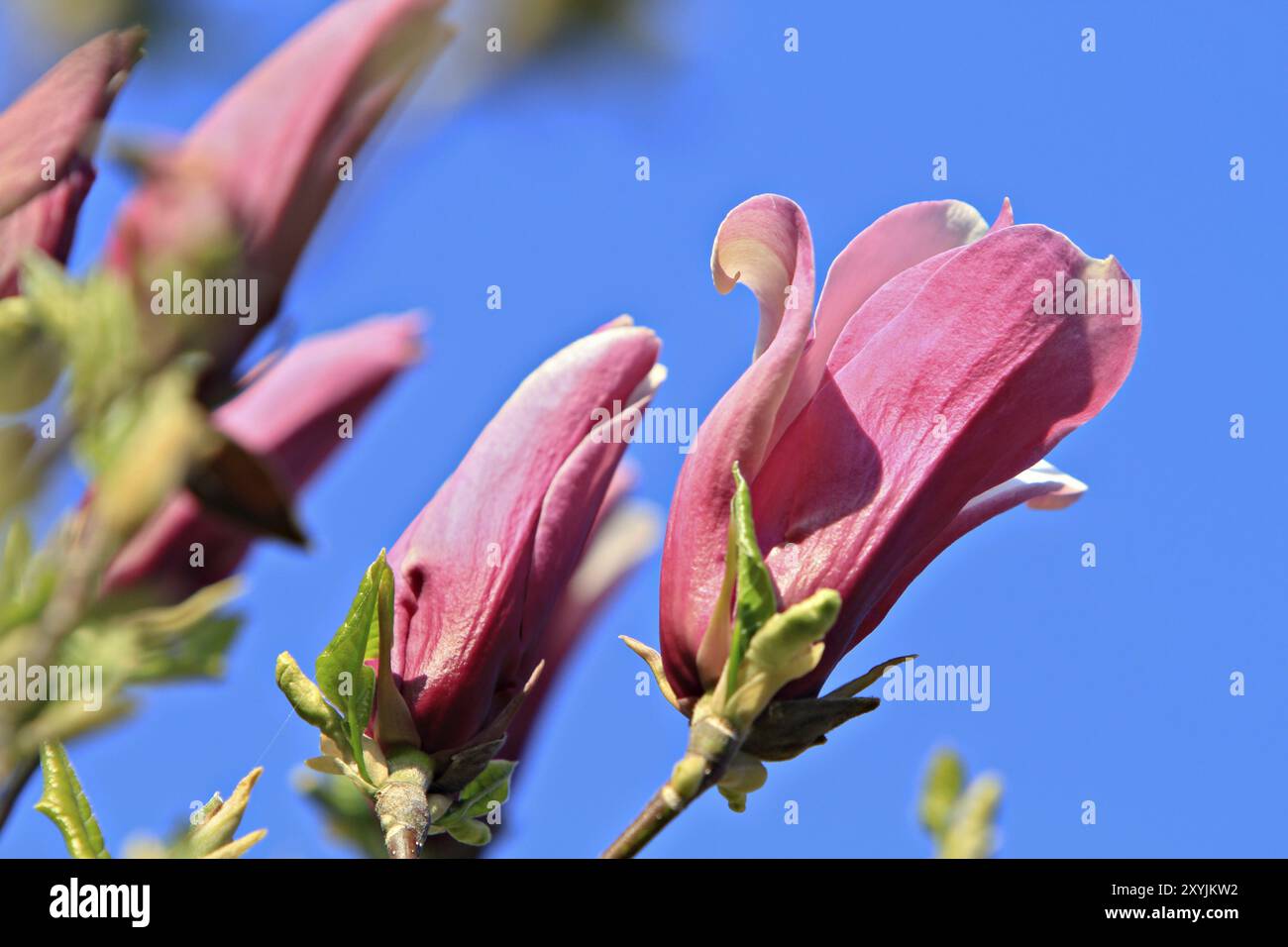 Magnolia flag hi-res stock photography and images - Alamy