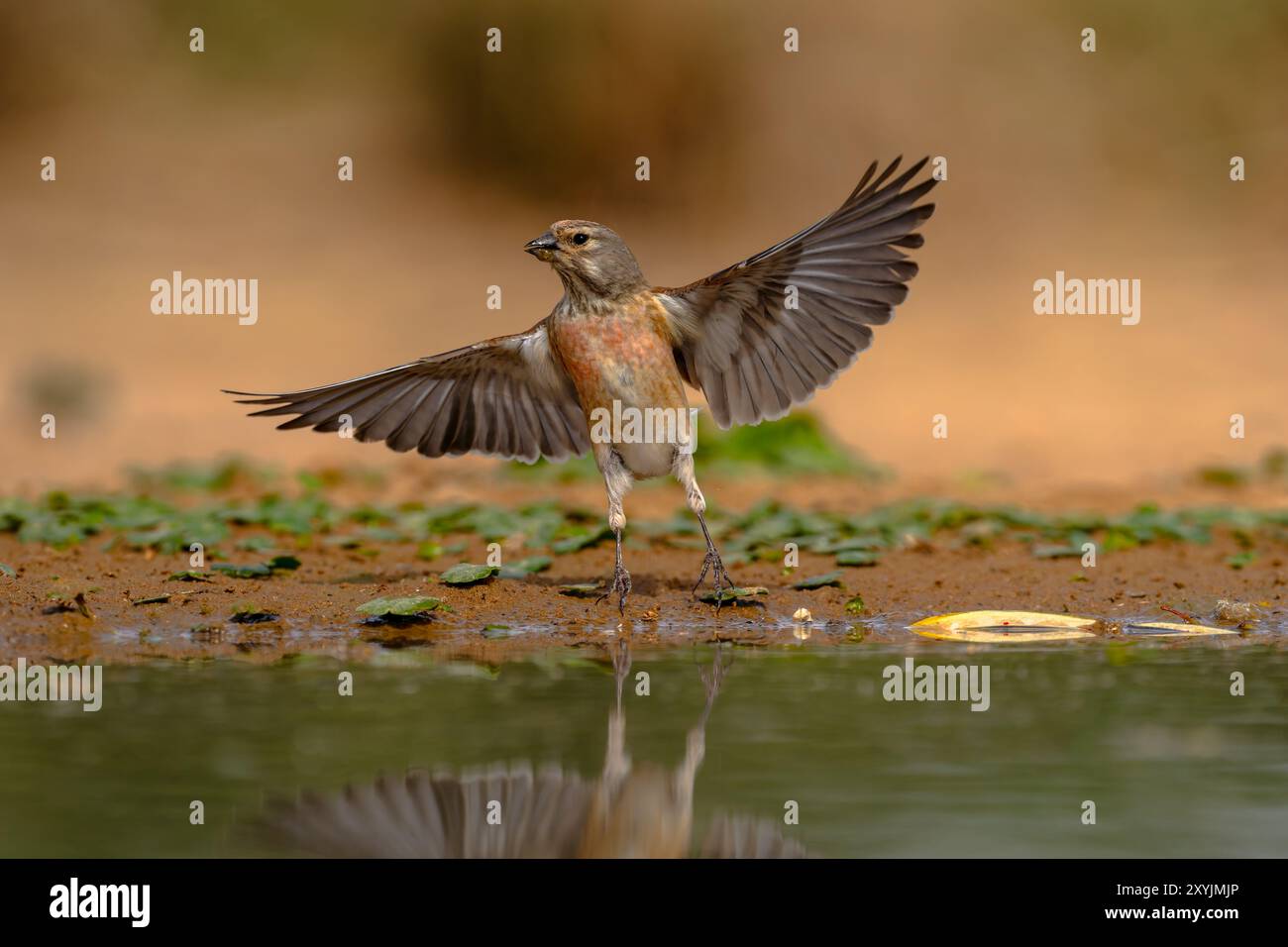 Common linnet male drinking hi-res stock photography and images - Alamy