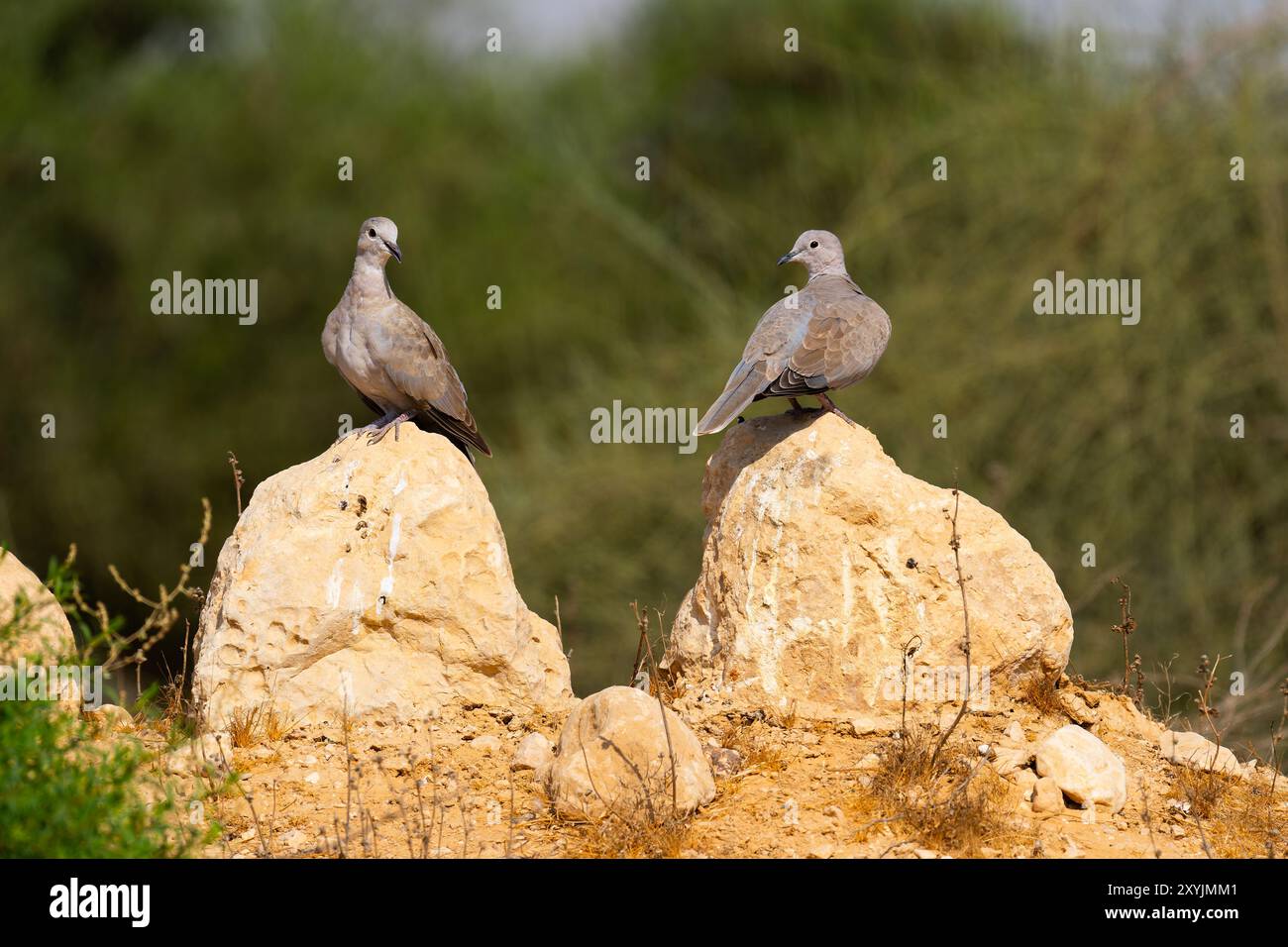 Eurasian Collared Dove (Streptopelia decaocto Stock Photo - Alamy