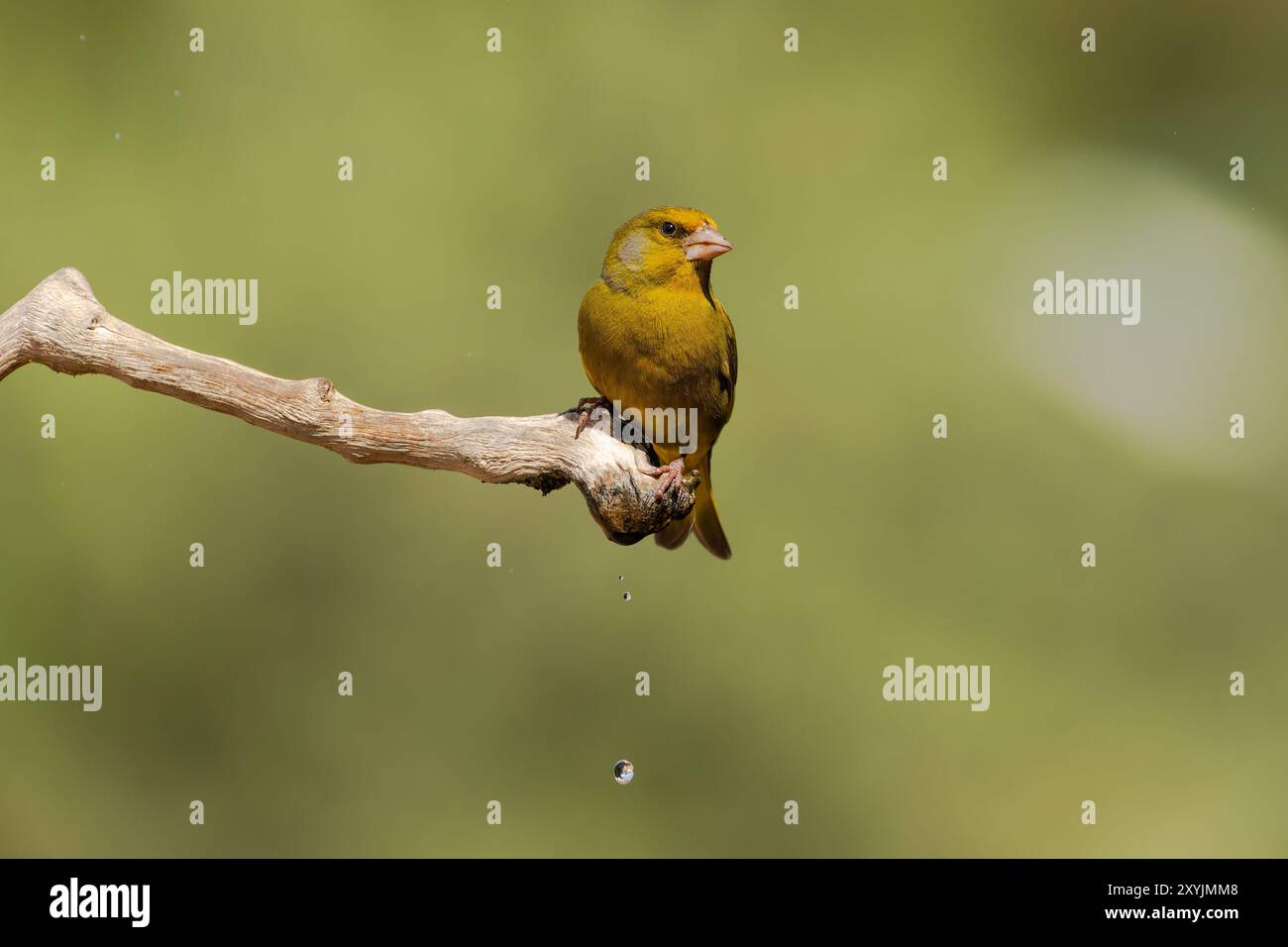 European greenfinch or simply the greenfinch (Chloris chloris Stock ...