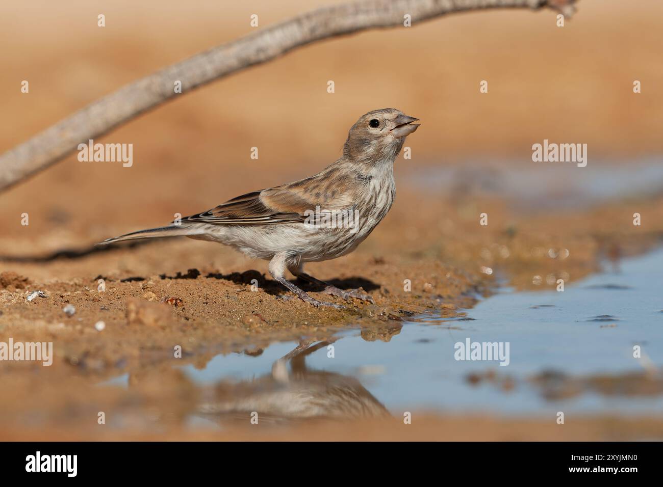 juvenile Common linnet (Linaria cannabina Stock Photo - Alamy