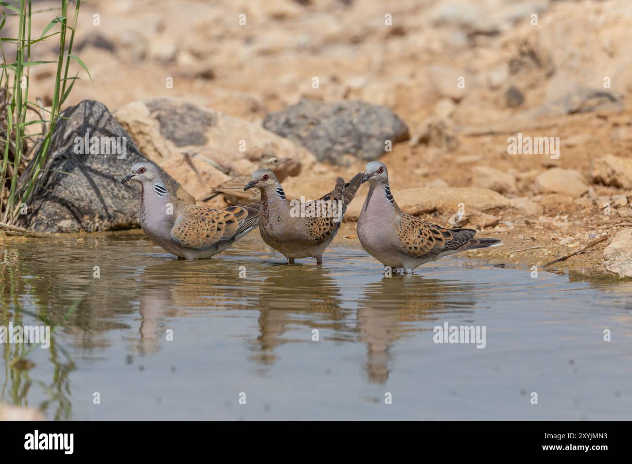 Adult turtle dove streptopelia hi-res stock photography and images - Alamy
