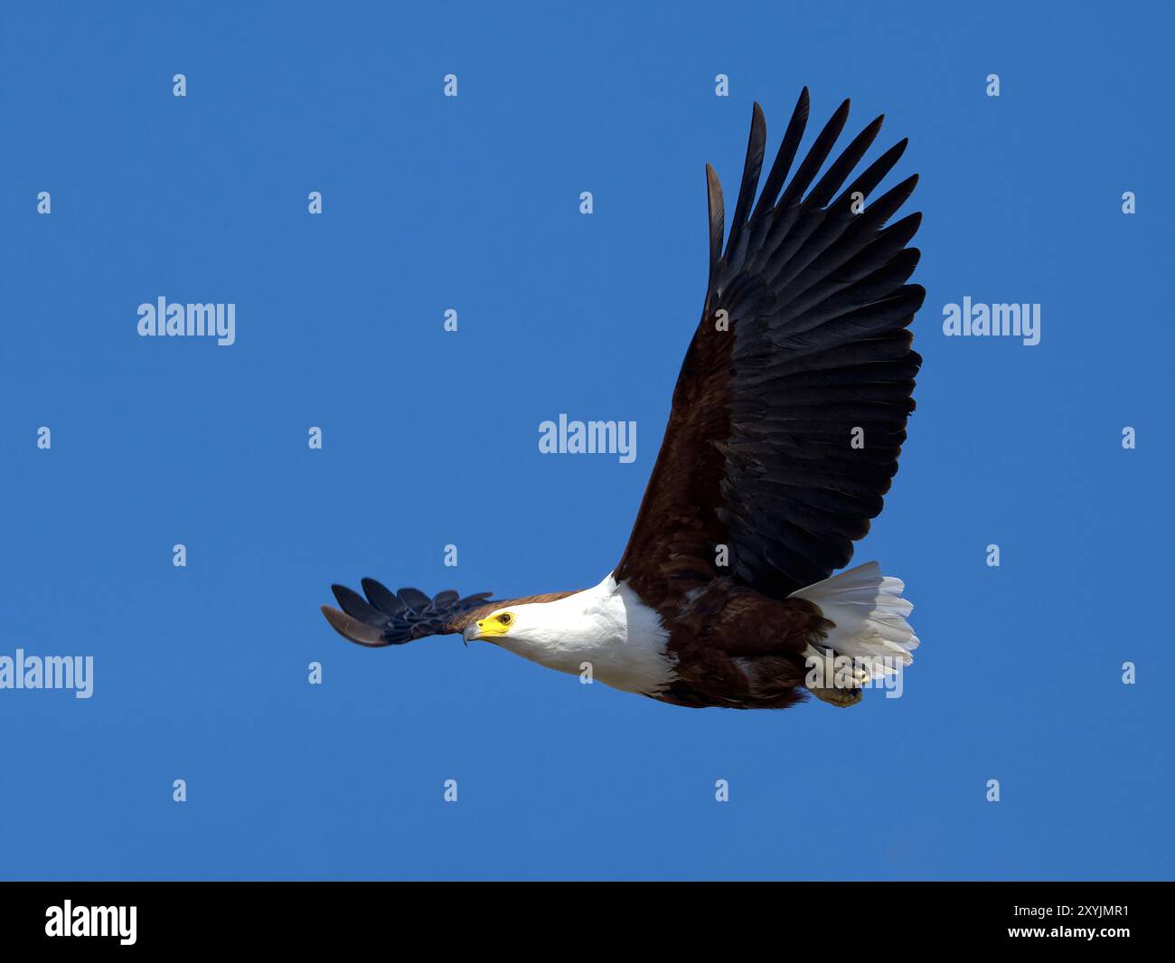 African Fish Eagle flying over Lake Malawi Stock Photo - Alamy