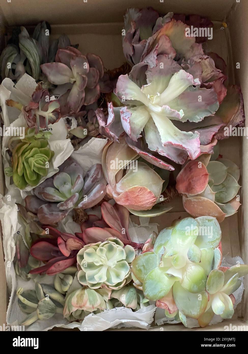 Parcel with succulent flowers. Echeveria with elongated stem and dried ...