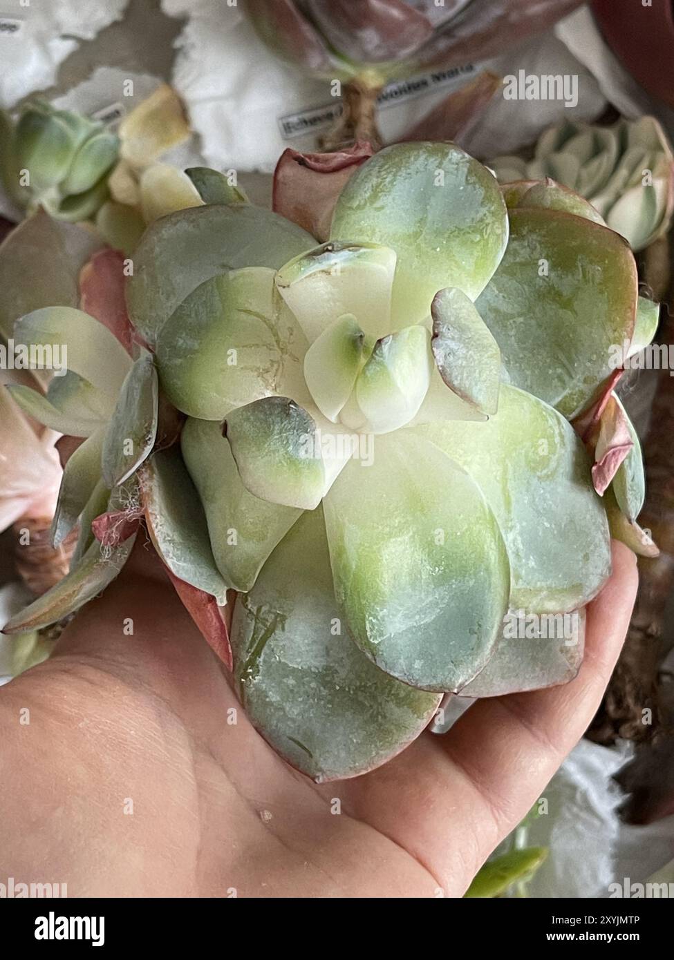 Sick echeveria succulent flower. Echeveria with pale colorless leaves ...