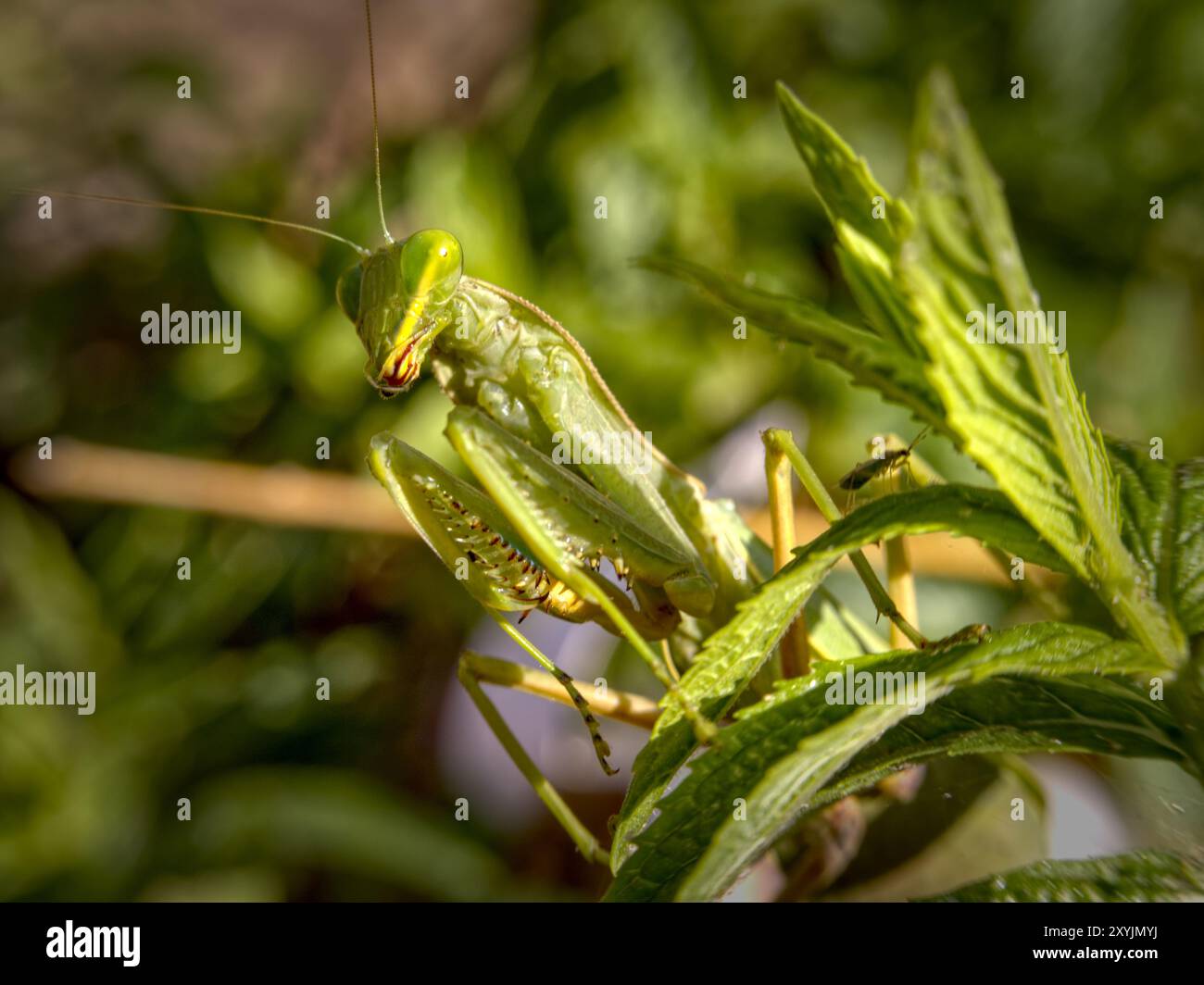 Praying machine hi-res stock photography and images - Alamy